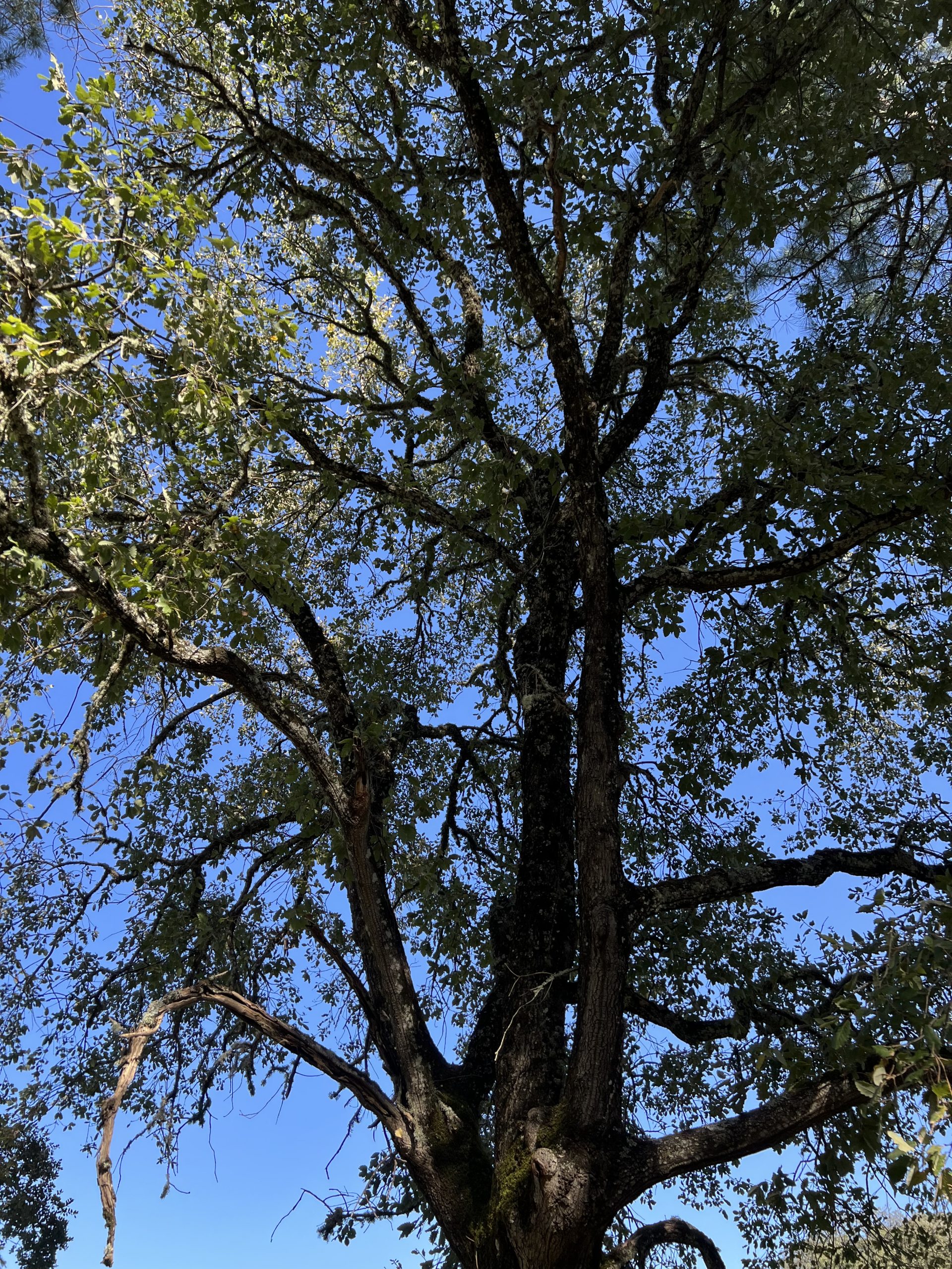 Destino Jabugo - Nature Space Jabugo